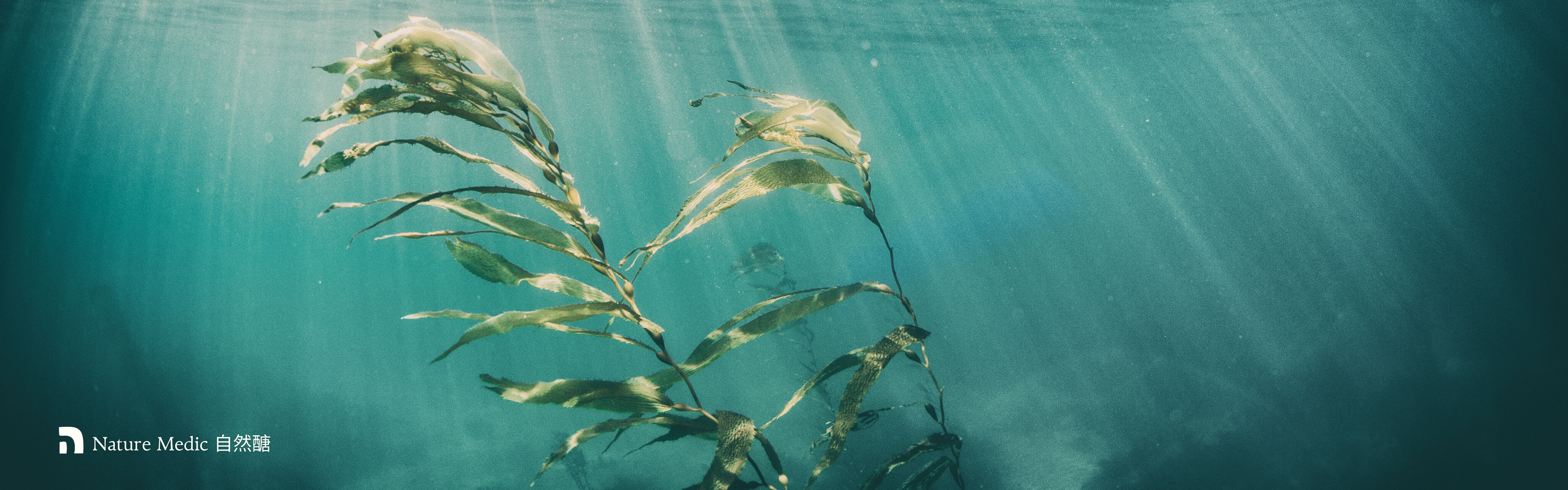 Fucoidan Blog｜褐藻糖胶与免疫力的最新资讯